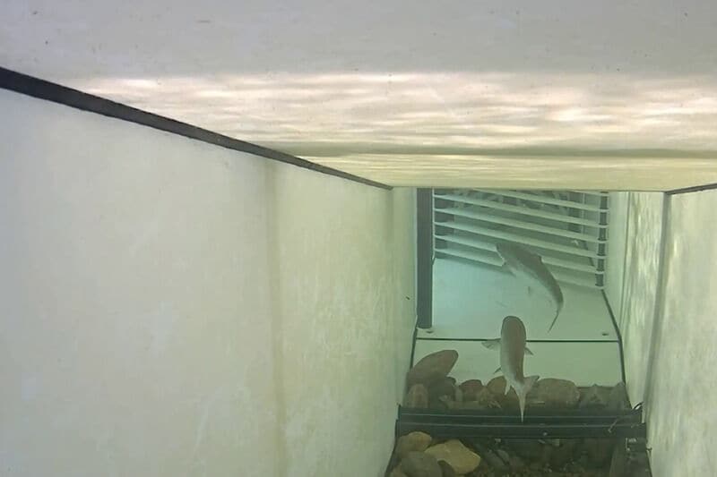 Salmon-Spotting River Gates : fish gate