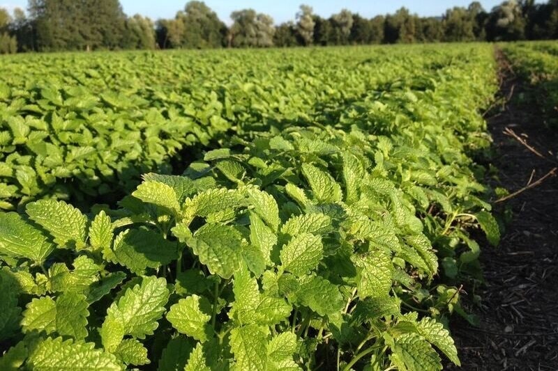 Natural Stress Management Ingredients : Givaudan Zensera