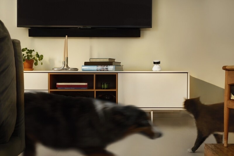 AI-Powered Pet Cameras : Petlibro scout smart camera