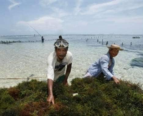 10 Sea Scum Selections