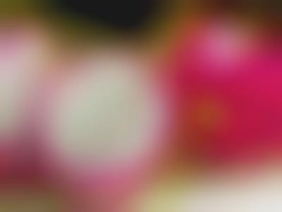 Bacardi's Exotic New Flavour: Dragonfruit & Raspberry Breezer