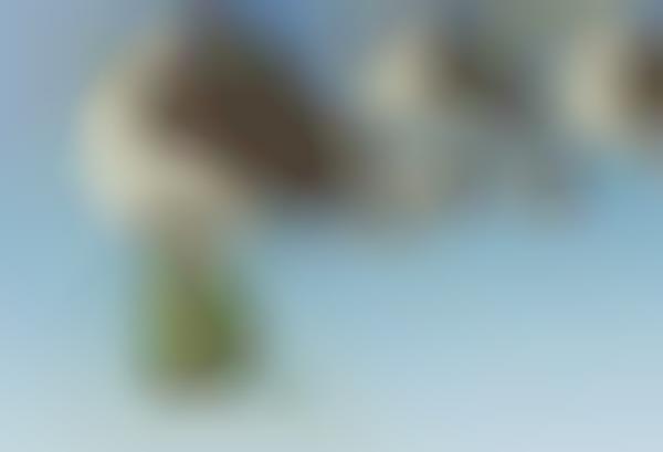 Venturing Vegetables : Green Beans Project