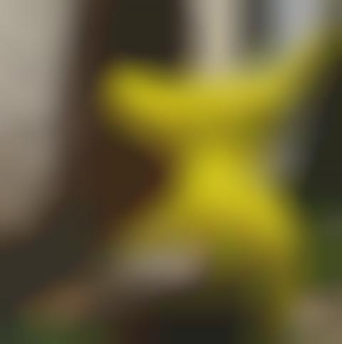 Avian Senior Assistants : Companion Bird